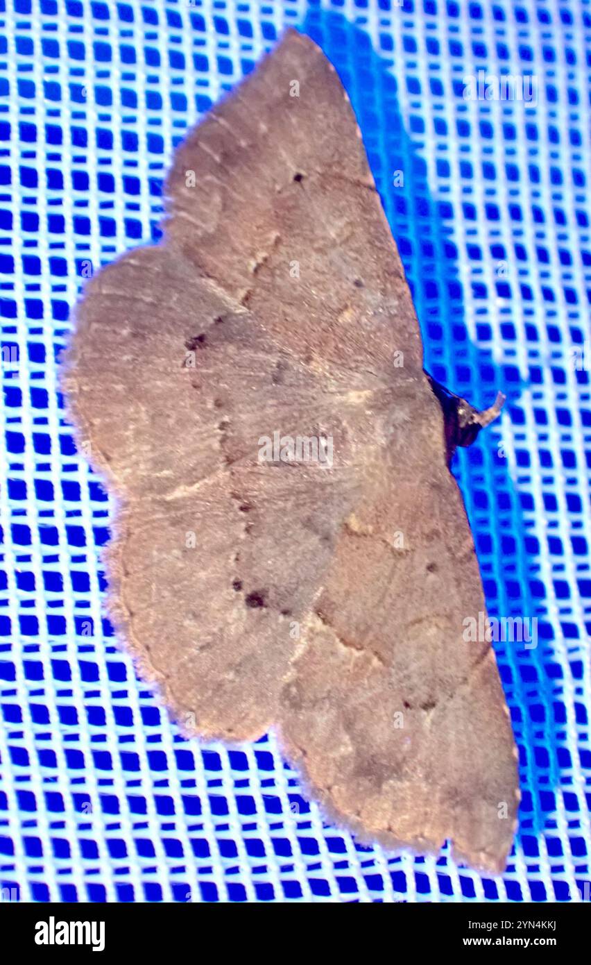 Geometer Moths (Geometridae Stock Photo - Alamy