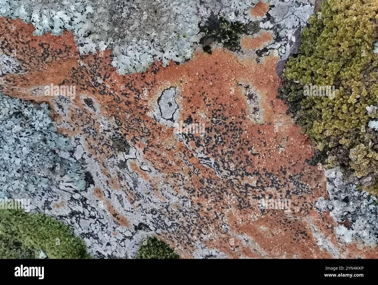 Tile Lichens (Lecidea Stock Photo - Alamy