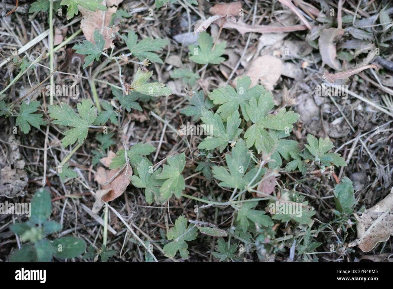 Siberian Crane's-bill (Geranium sibiricum Stock Photo - Alamy