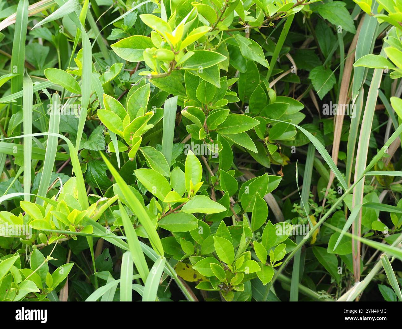 scrambling clerodendrum (Volkameria inermis Stock Photo - Alamy