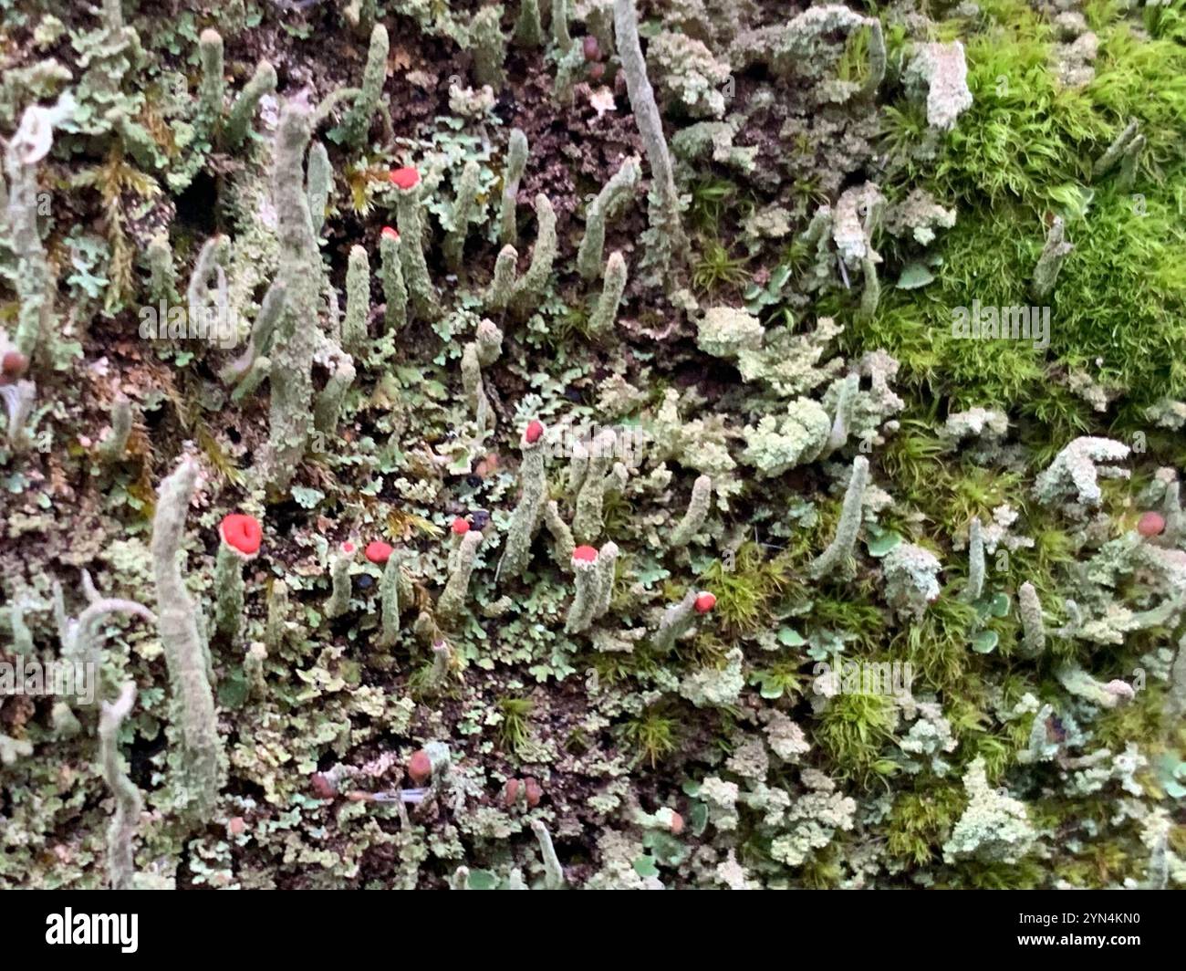 pixie cup and reindeer lichens (Cladonia Stock Photo - Alamy