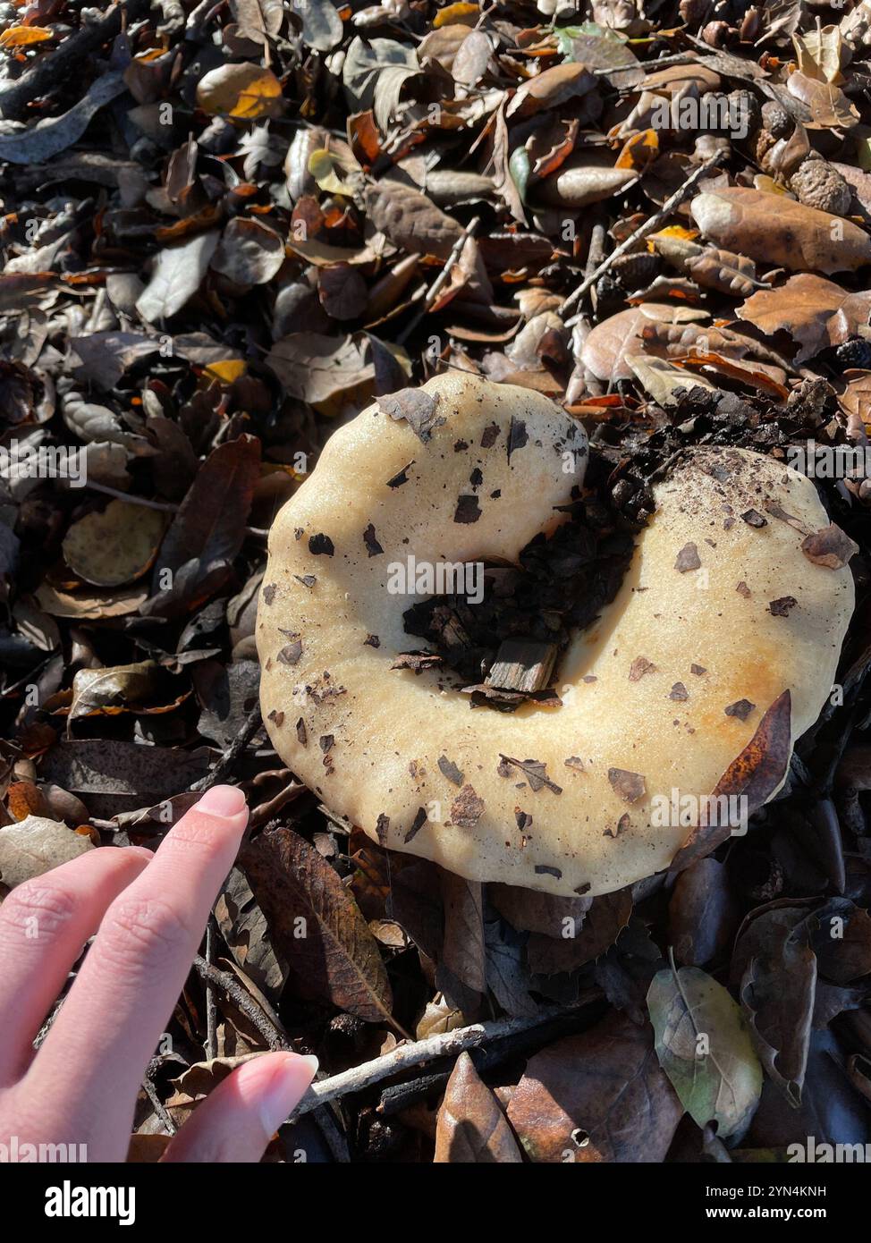 golden milkcap (Lactarius alnicola Stock Photo - Alamy