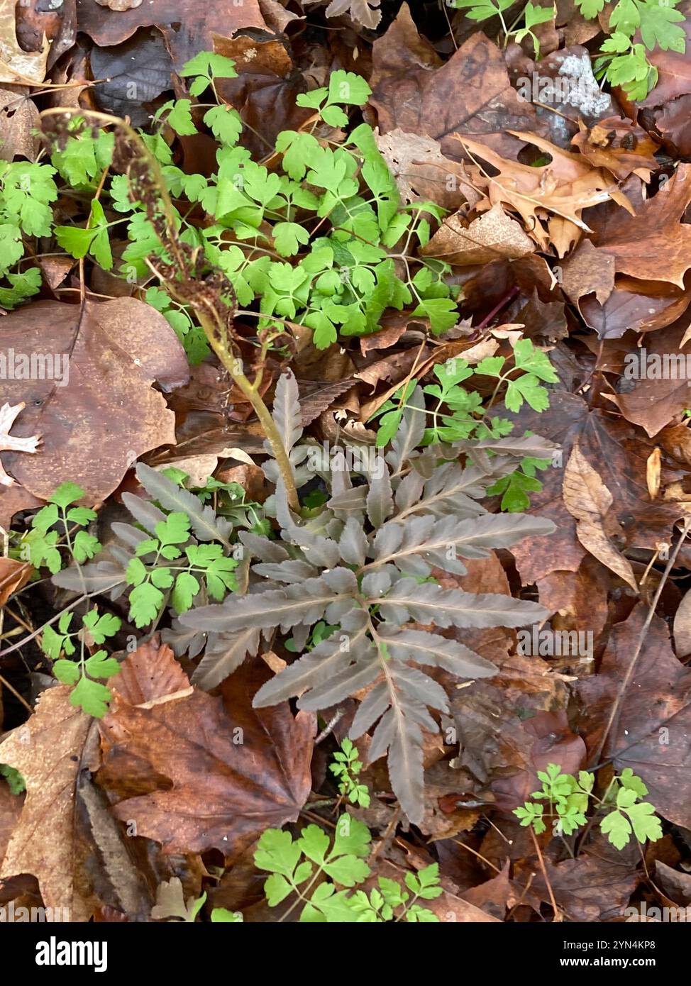 Cutleaf Grapefern (Sceptridium dissectum Stock Photo - Alamy