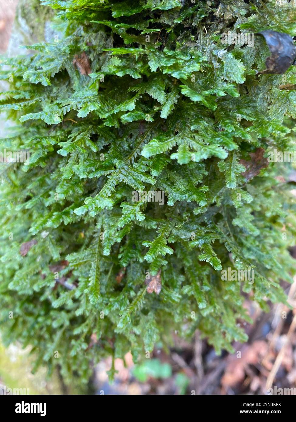Neckera pennata hi-res stock photography and images - Alamy