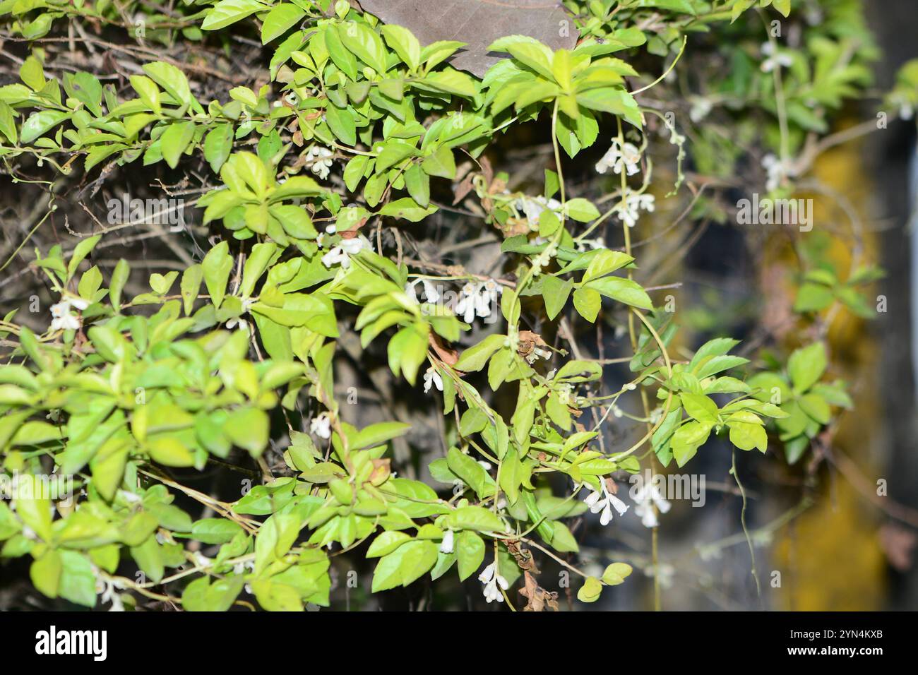 Giant dodder hi-res stock photography and images - Alamy