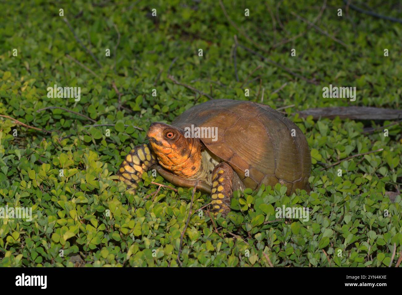 Three-toed Box Turtle (Terrapene triunguis Stock Photo - Alamy