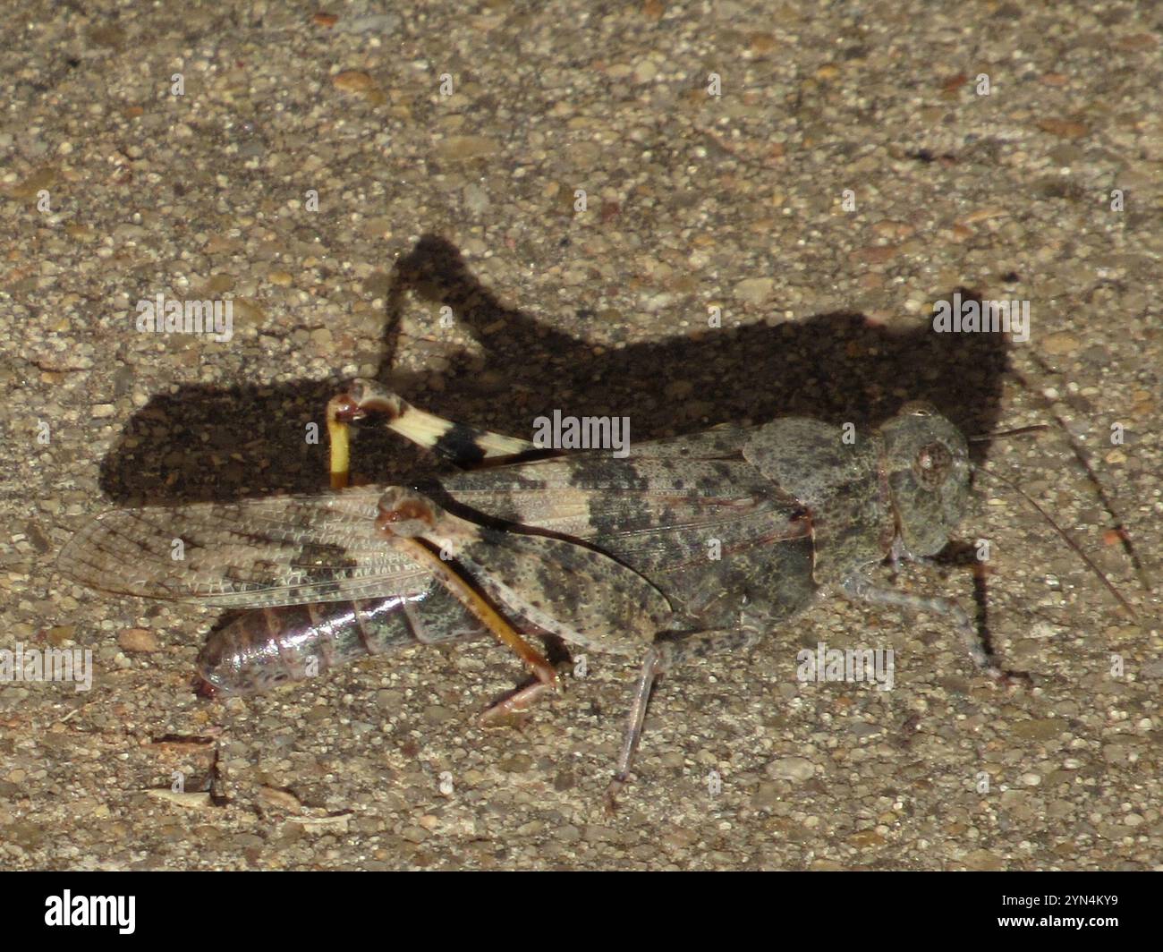 Pallid-winged Grasshopper (Trimerotropis pallidipennis Stock Photo - Alamy