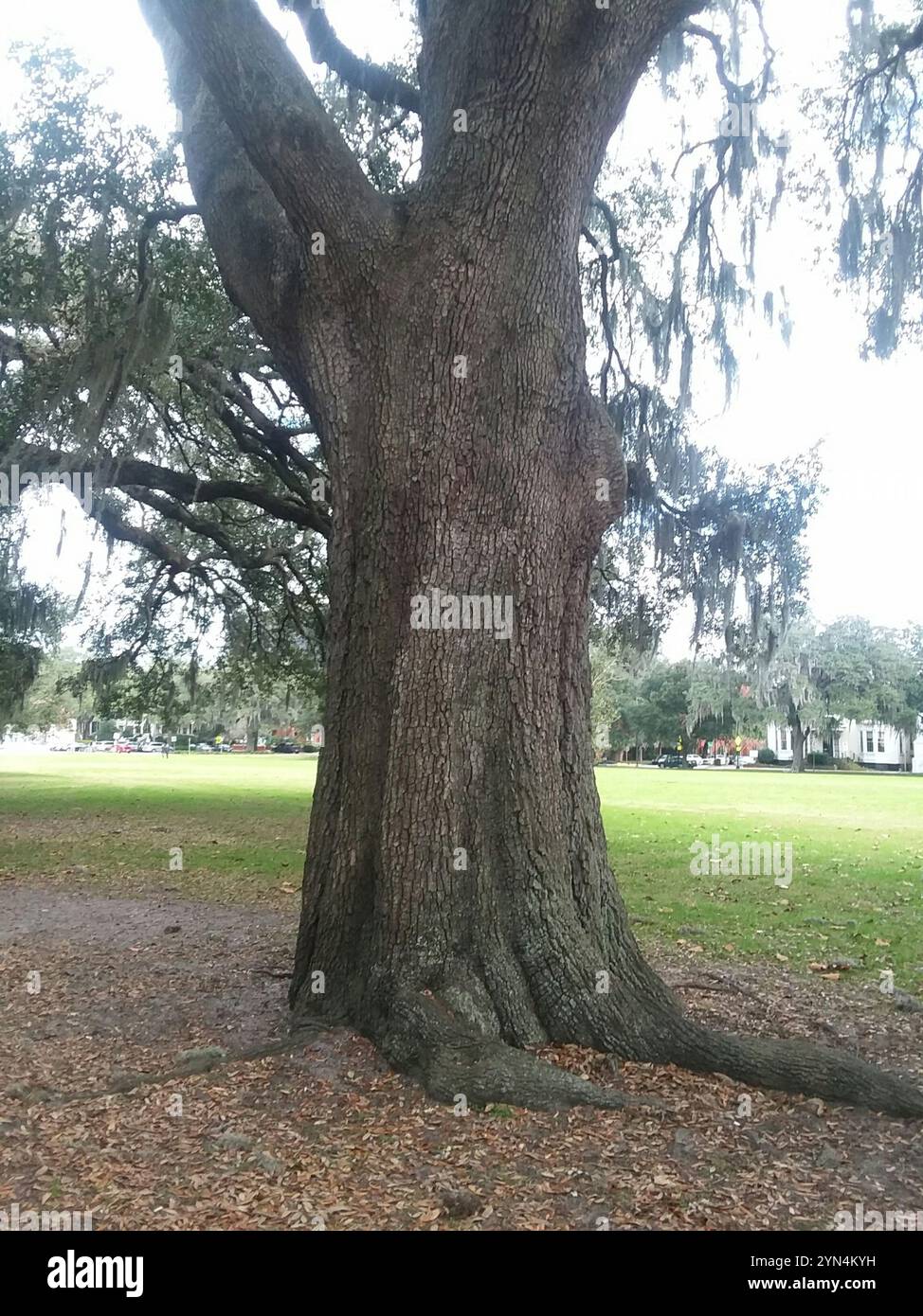 southern live oak (Quercus virginiana Stock Photo - Alamy