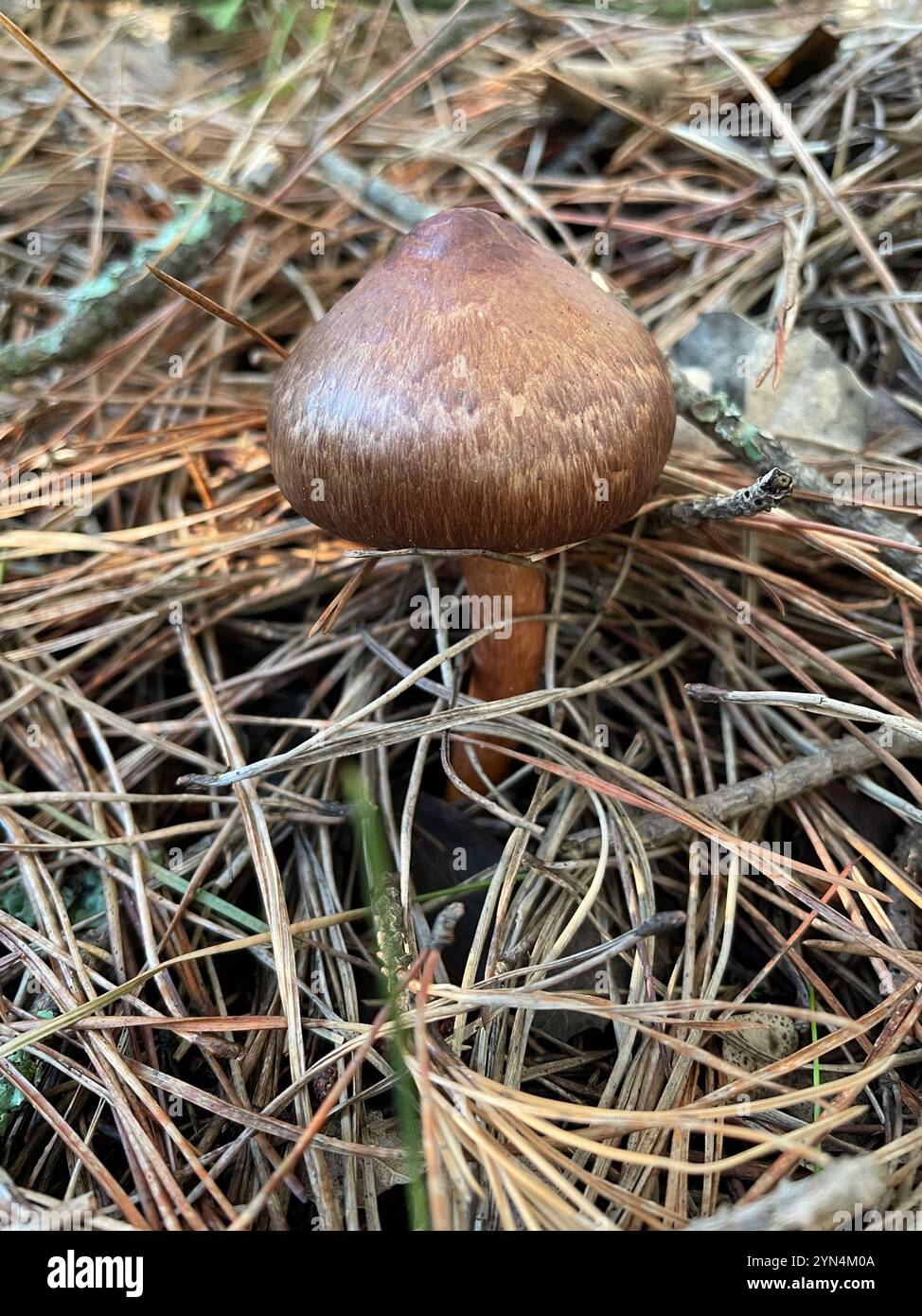 Pine Spikes (Chroogomphus vinicolor Stock Photo - Alamy