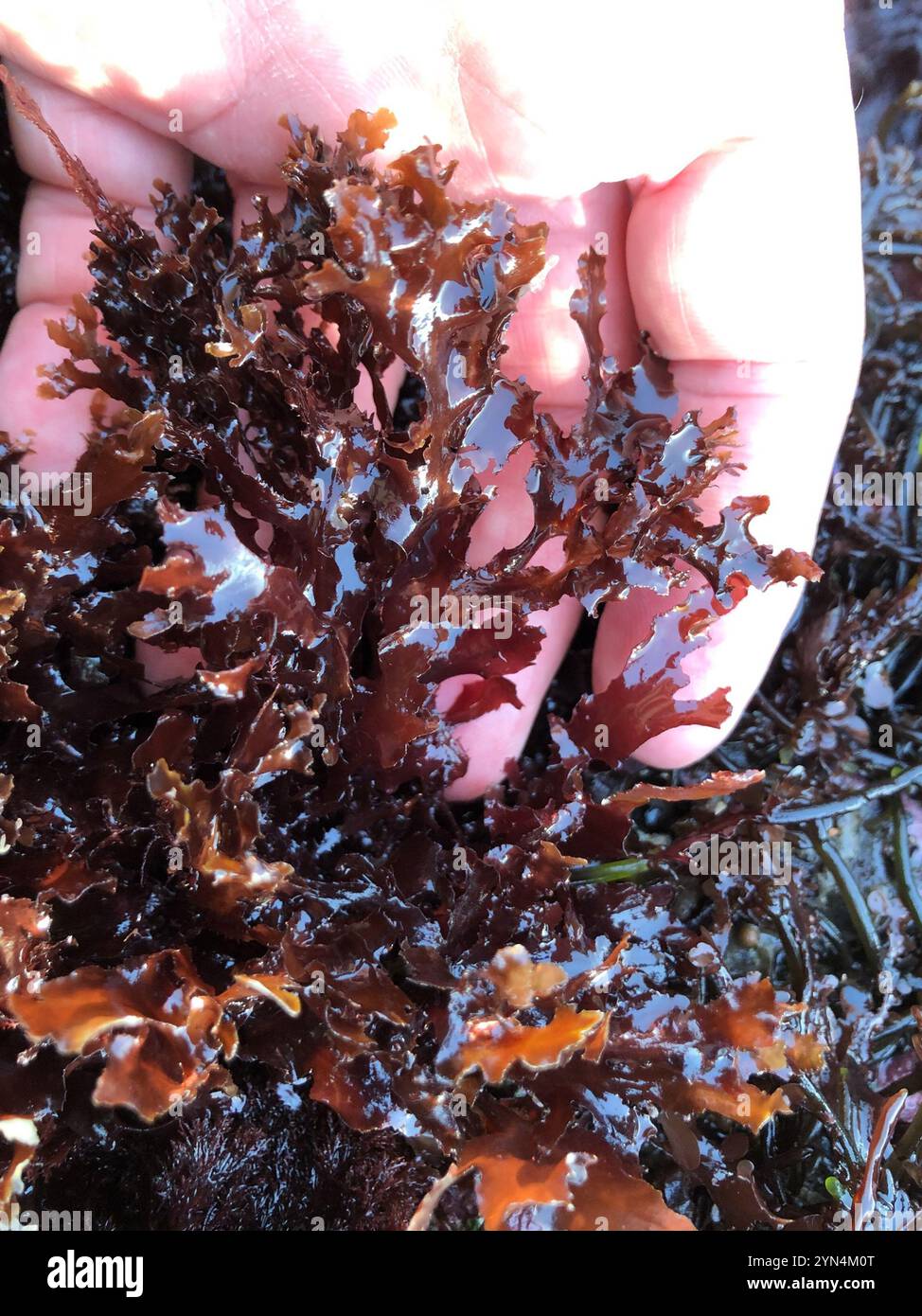 red algae (Rhodophyta Stock Photo - Alamy