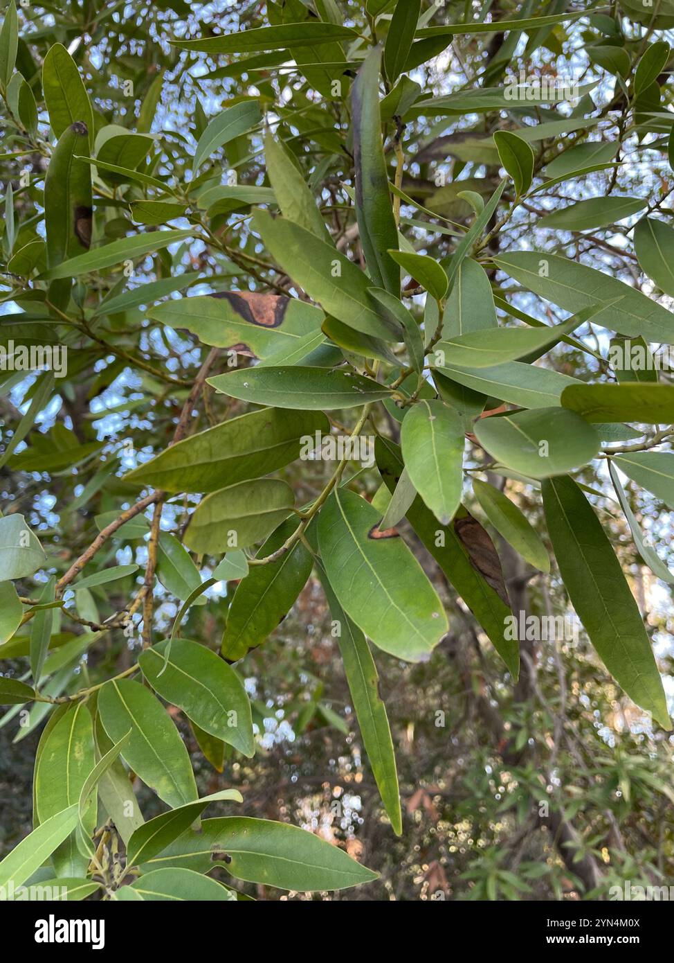 California bay (Umbellularia californica Stock Photo - Alamy