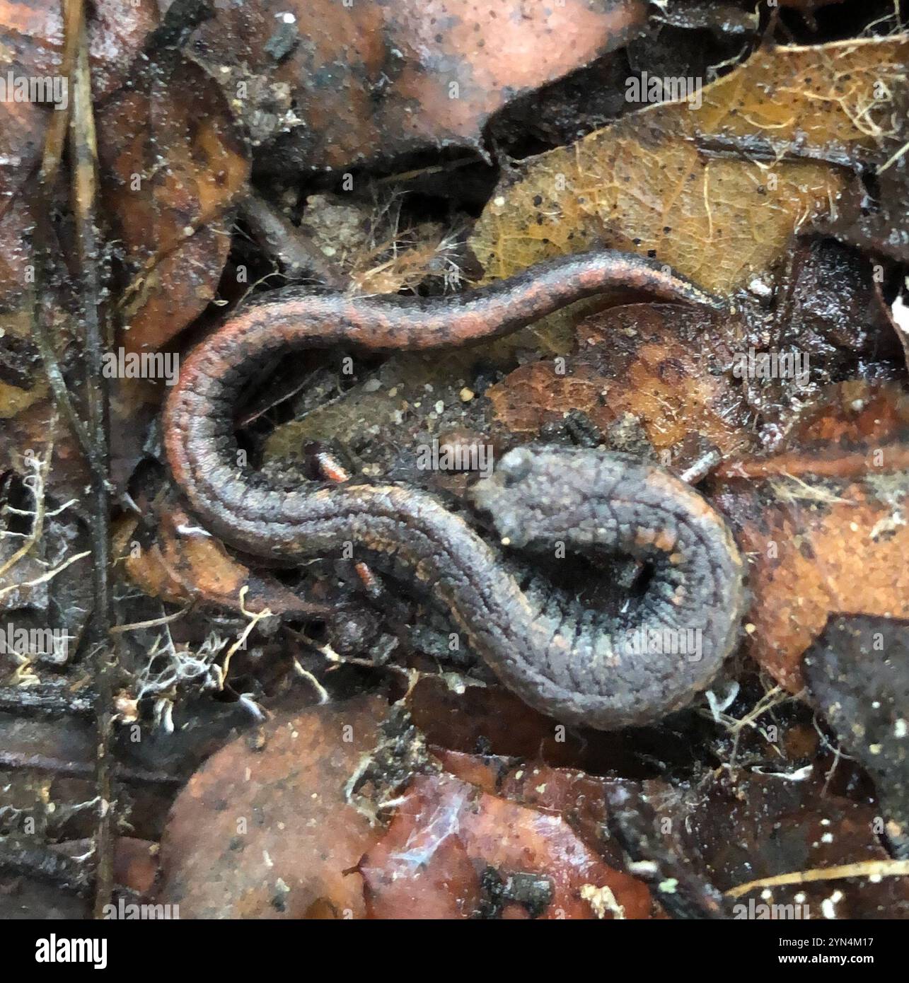 California Slender Salamander (Batrachoseps attenuatus Stock Photo - Alamy