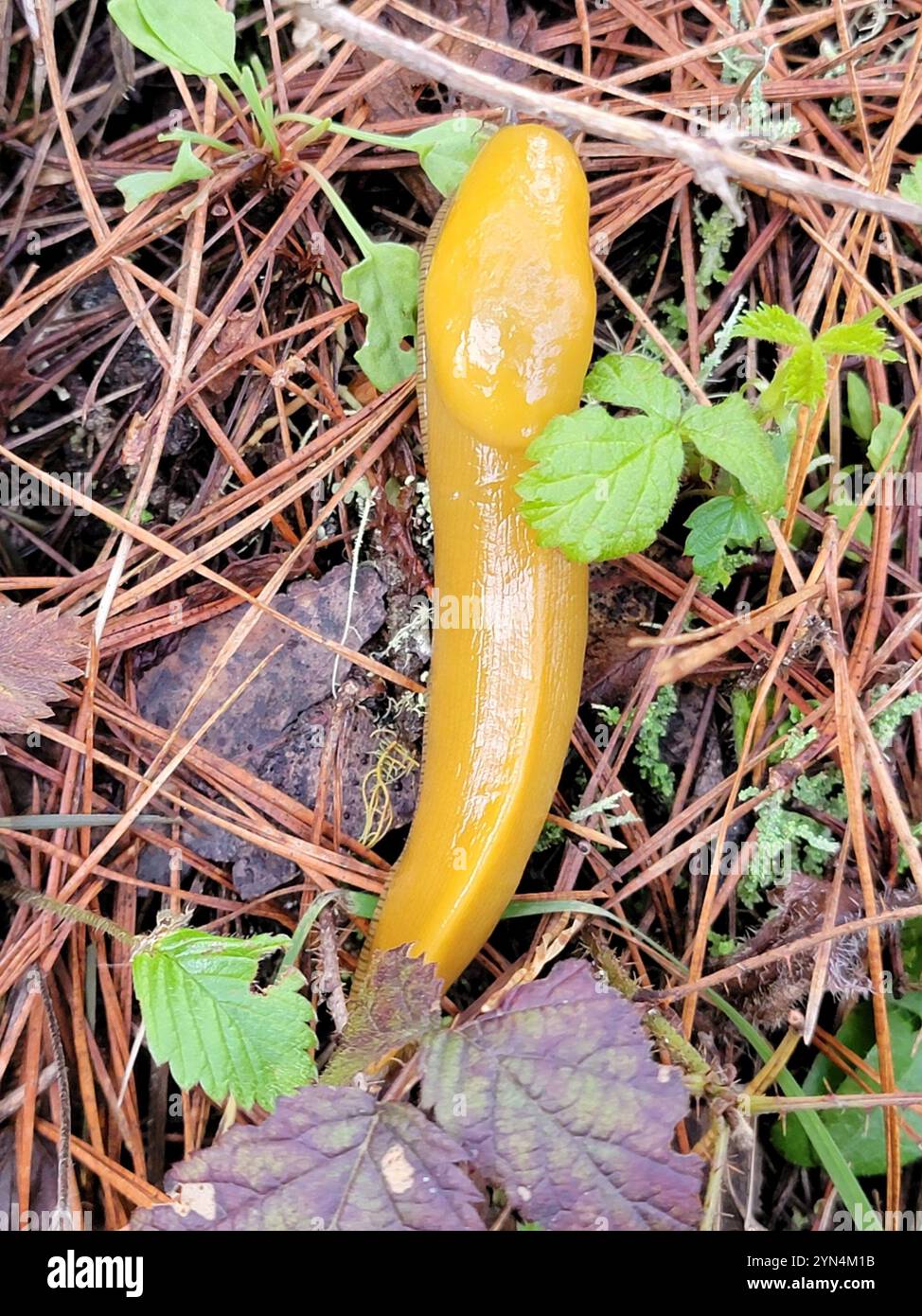 California Banana Slug (Ariolimax californicus Stock Photo - Alamy
