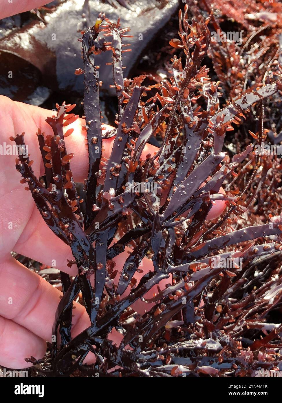 Prionitis hi-res stock photography and images - Alamy