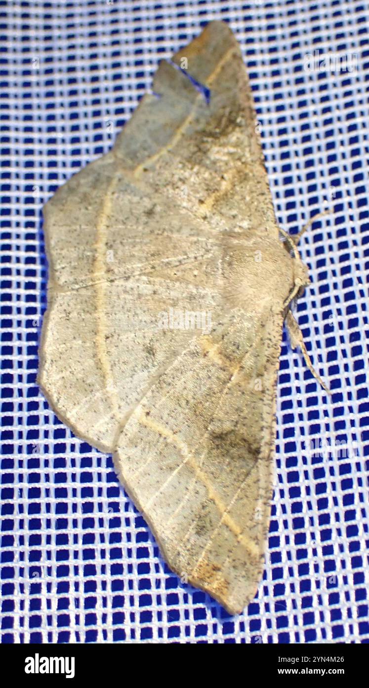 Geometer Moths (Geometridae Stock Photo - Alamy