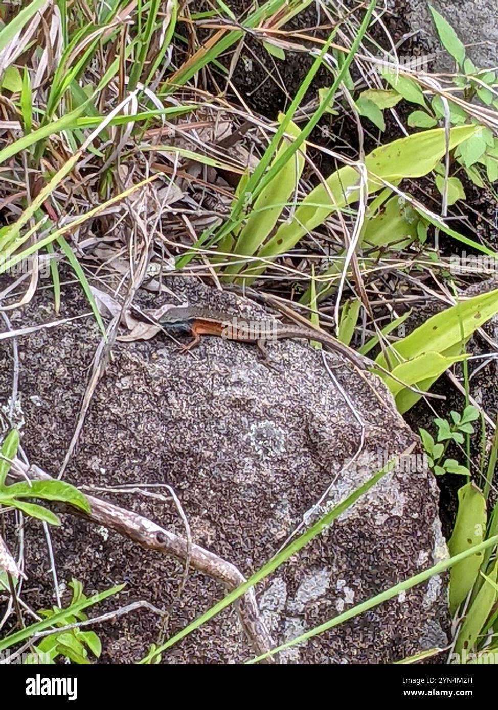 Robust Rainbow Skink (Carlia schmeltzii Stock Photo - Alamy