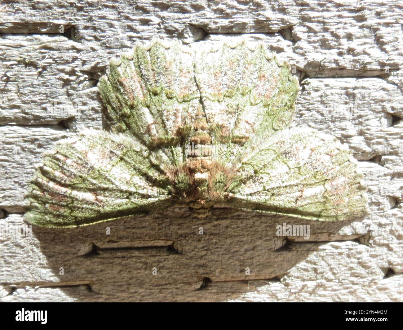 Geometer Moths (Geometridae Stock Photo - Alamy