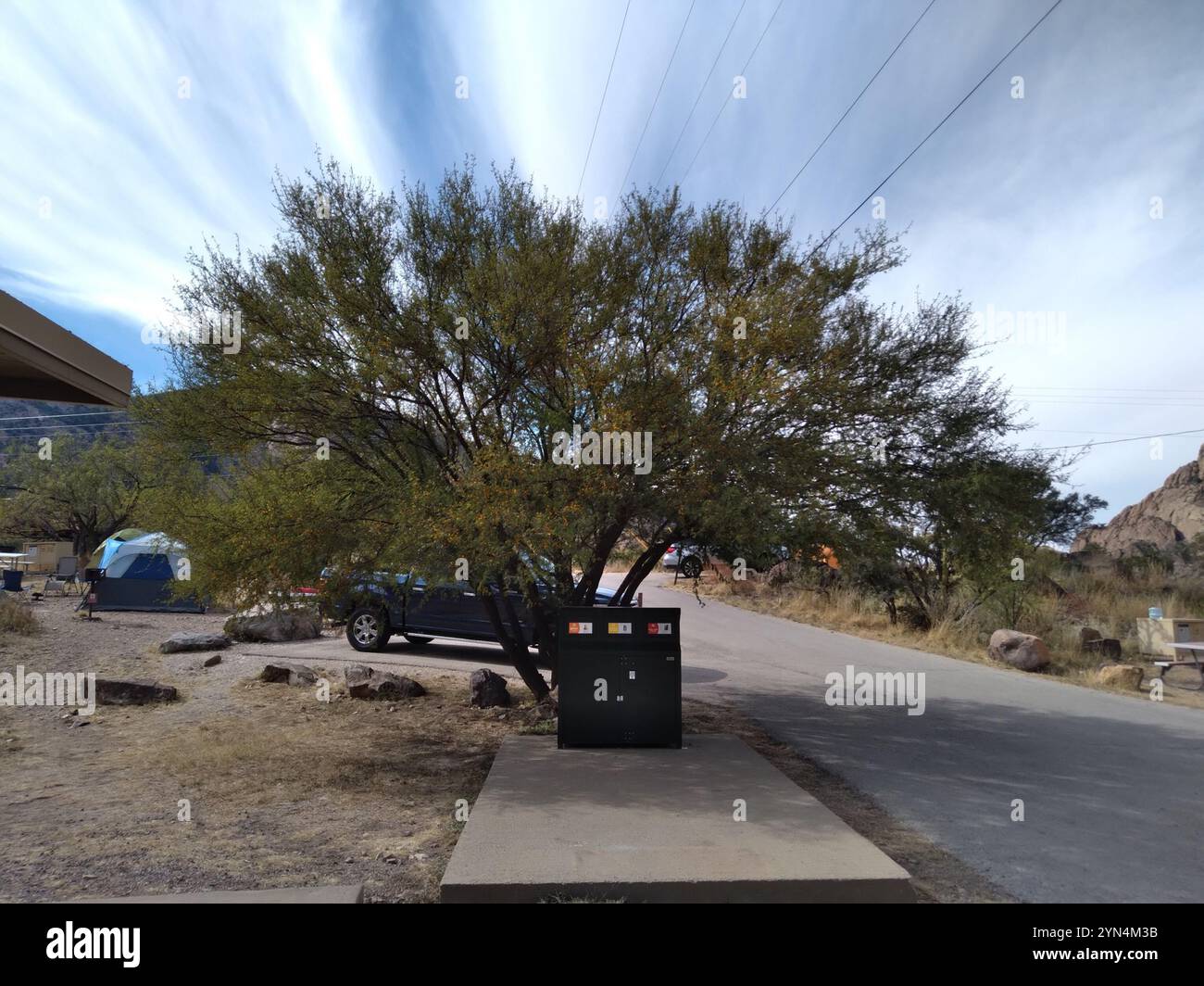 Sweet acacia (Vachellia farnesiana Stock Photo - Alamy