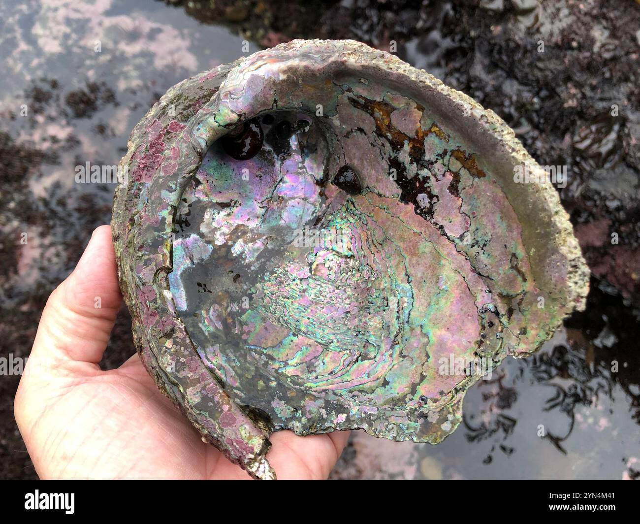 Red Abalone (Haliotis rufescens Stock Photo - Alamy