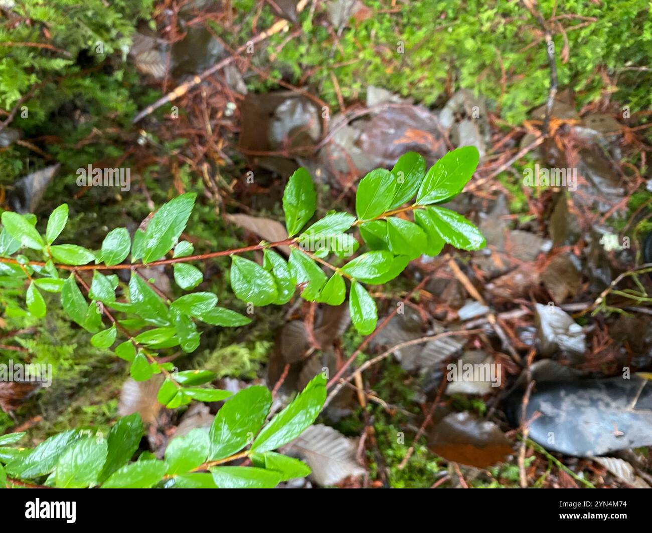 Oregon Boxwood (Paxistima myrsinites Stock Photo - Alamy