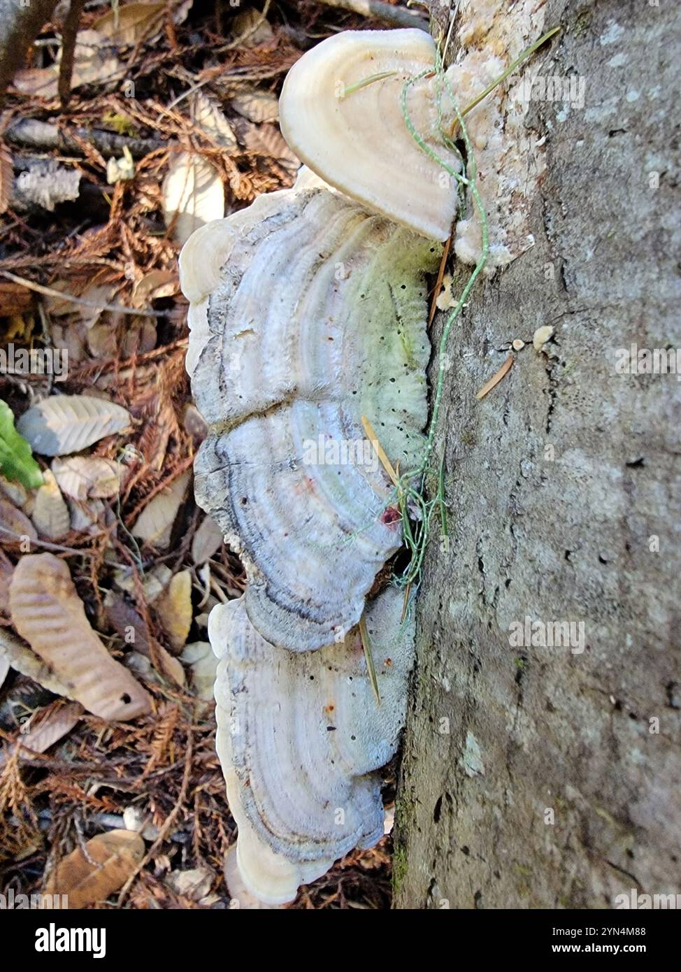Gilled Polypore (Trametes betulina Stock Photo - Alamy