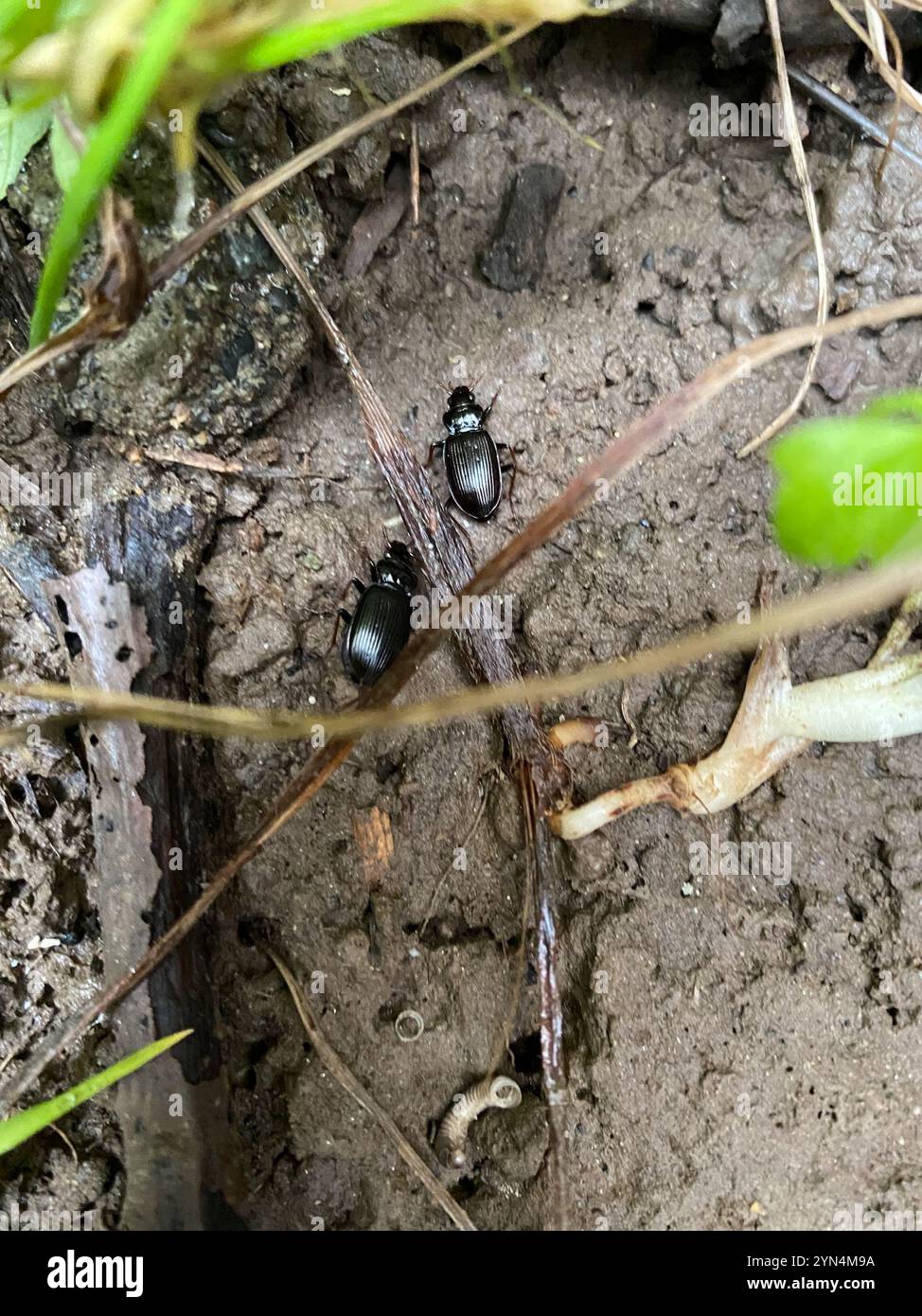European Gazelle Beetle (Nebria brevicollis Stock Photo - Alamy