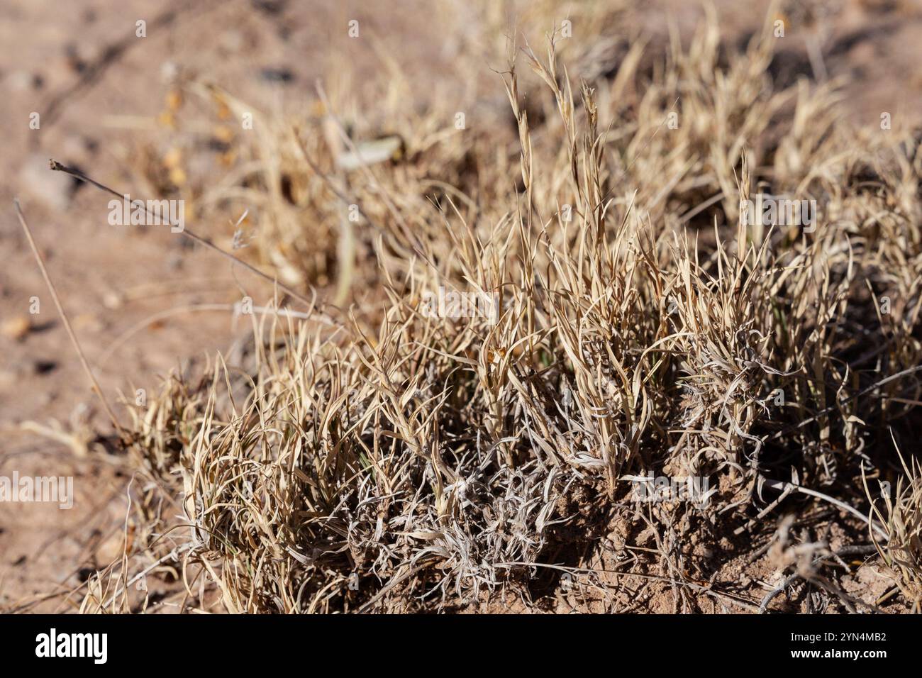 burrograss (Scleropogon brevifolius Stock Photo - Alamy