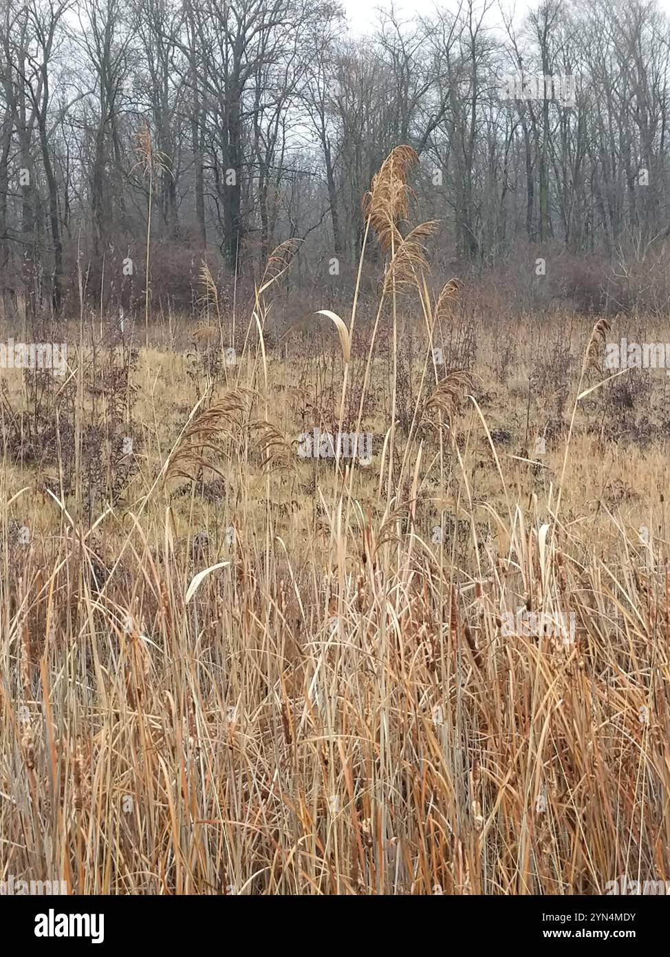 common reed (Phragmites australis Stock Photo - Alamy