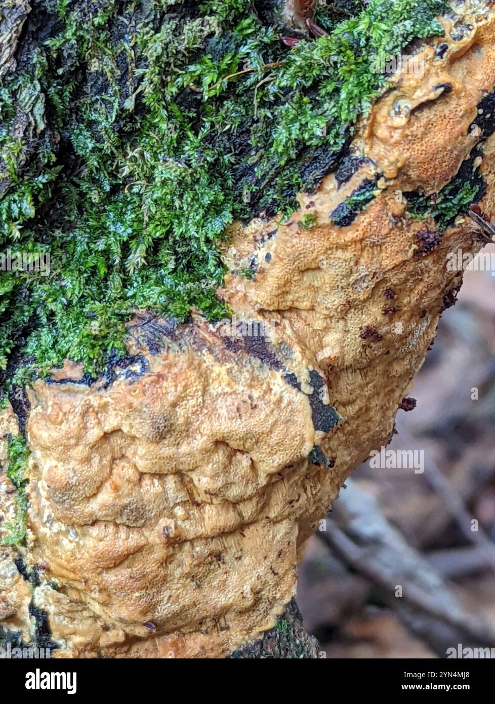 Stringy Butt Rot (Poriella subacida Stock Photo - Alamy