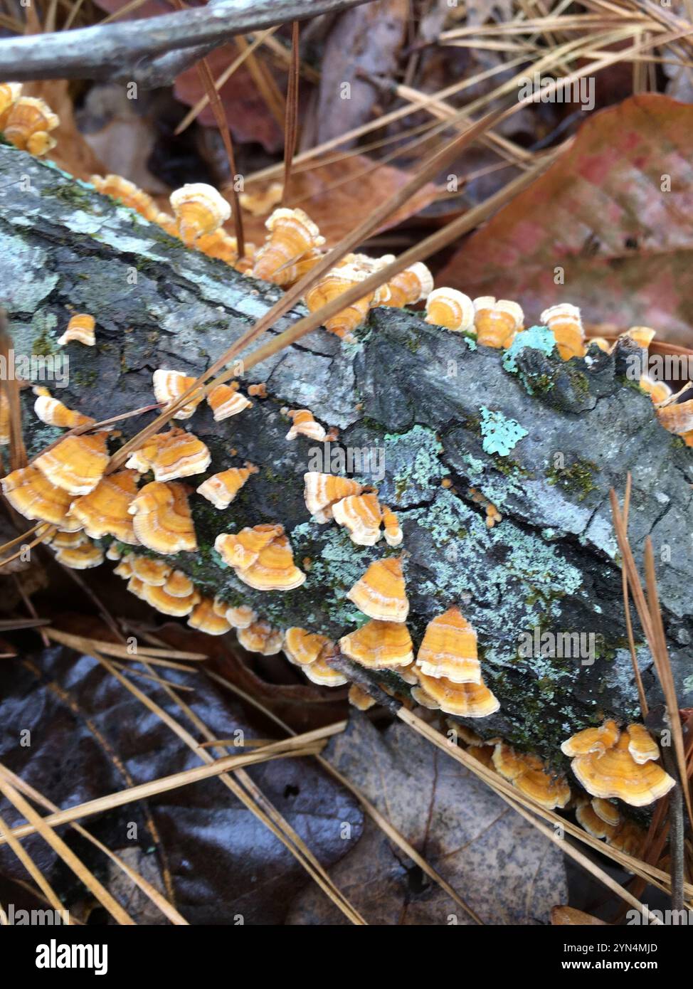 Stereum complicatum hi-res stock photography and images - Alamy