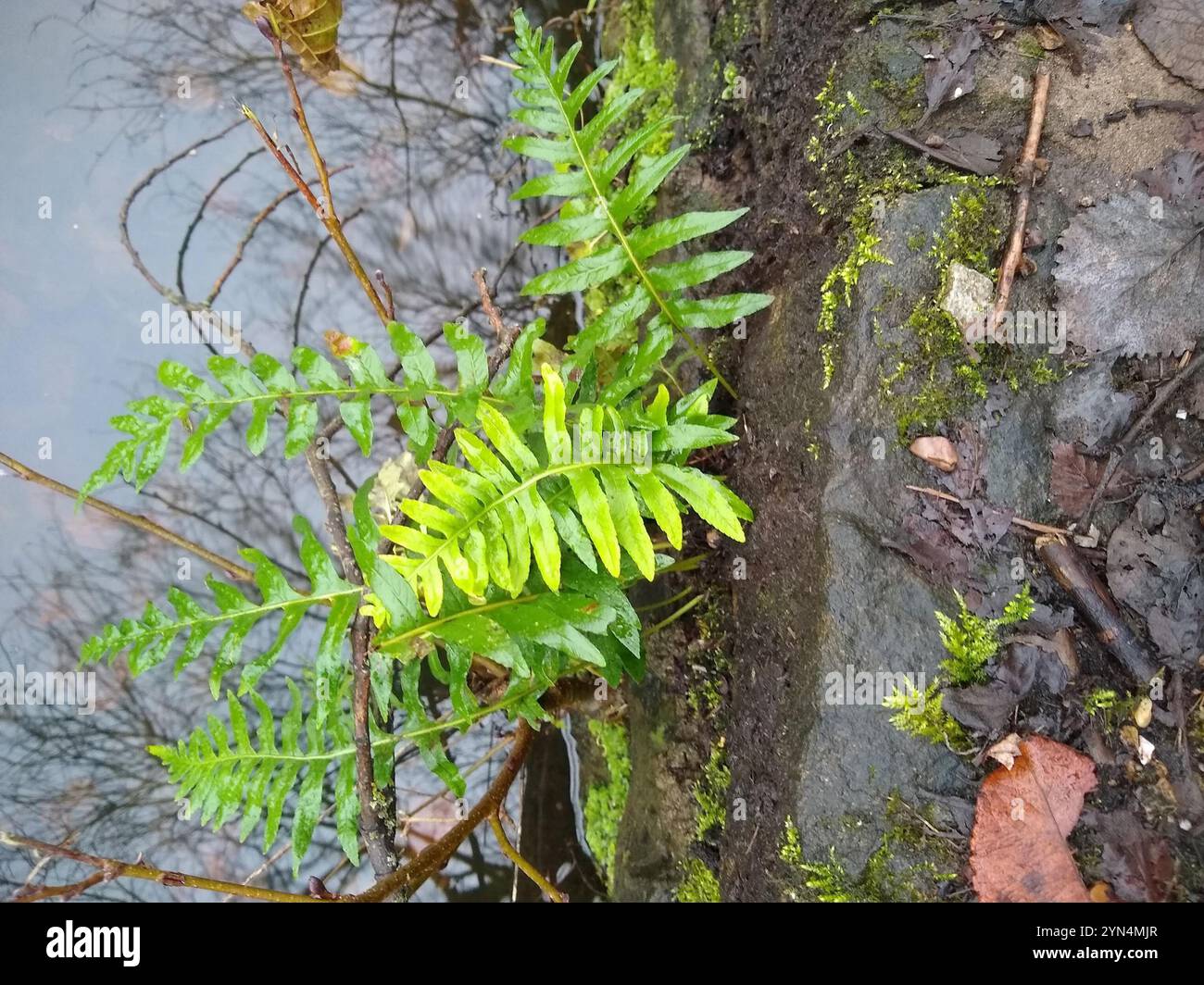intermediate polypody (Polypodium interjectum Stock Photo - Alamy