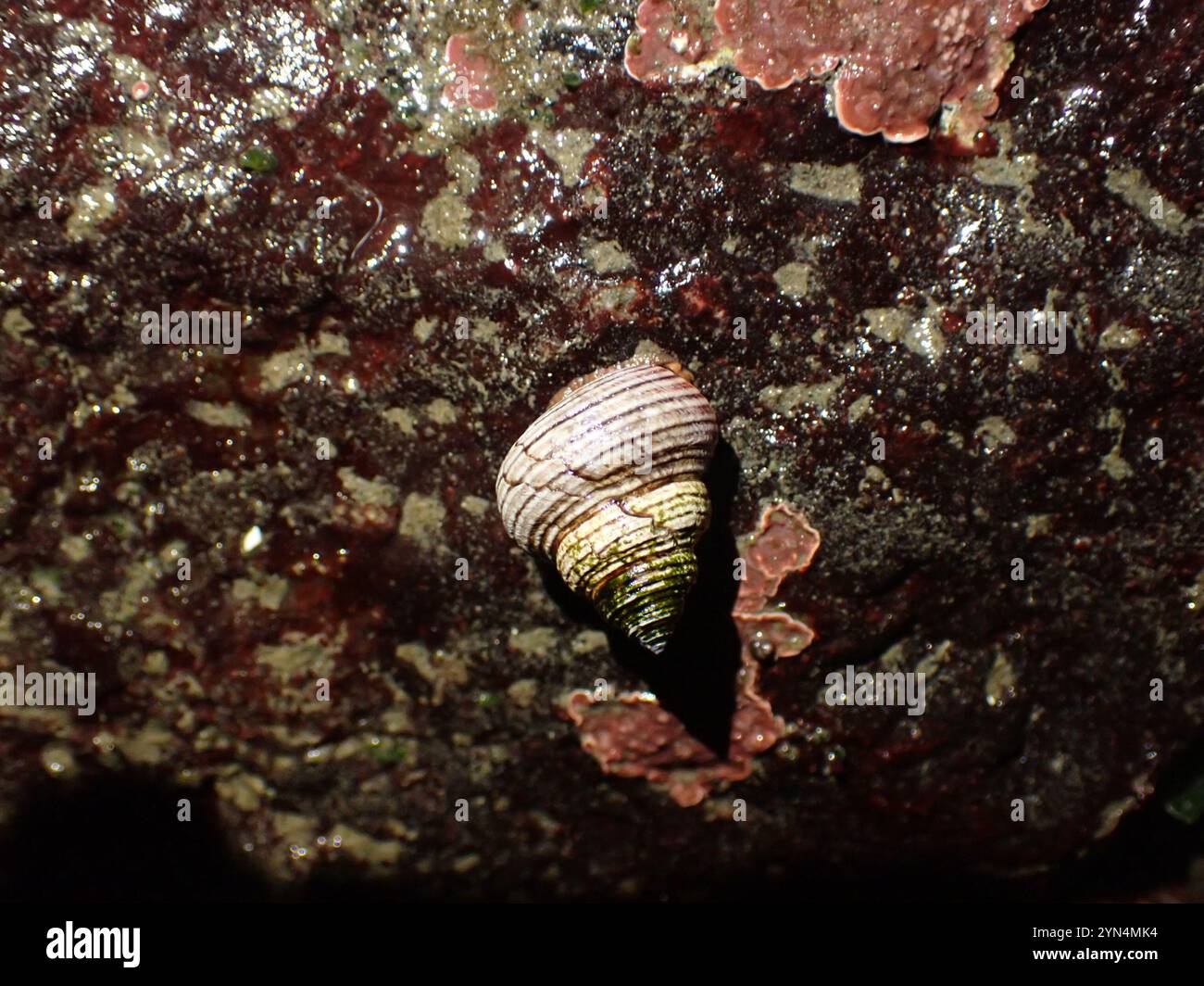 Blue ringed top snail hi-res stock photography and images - Alamy