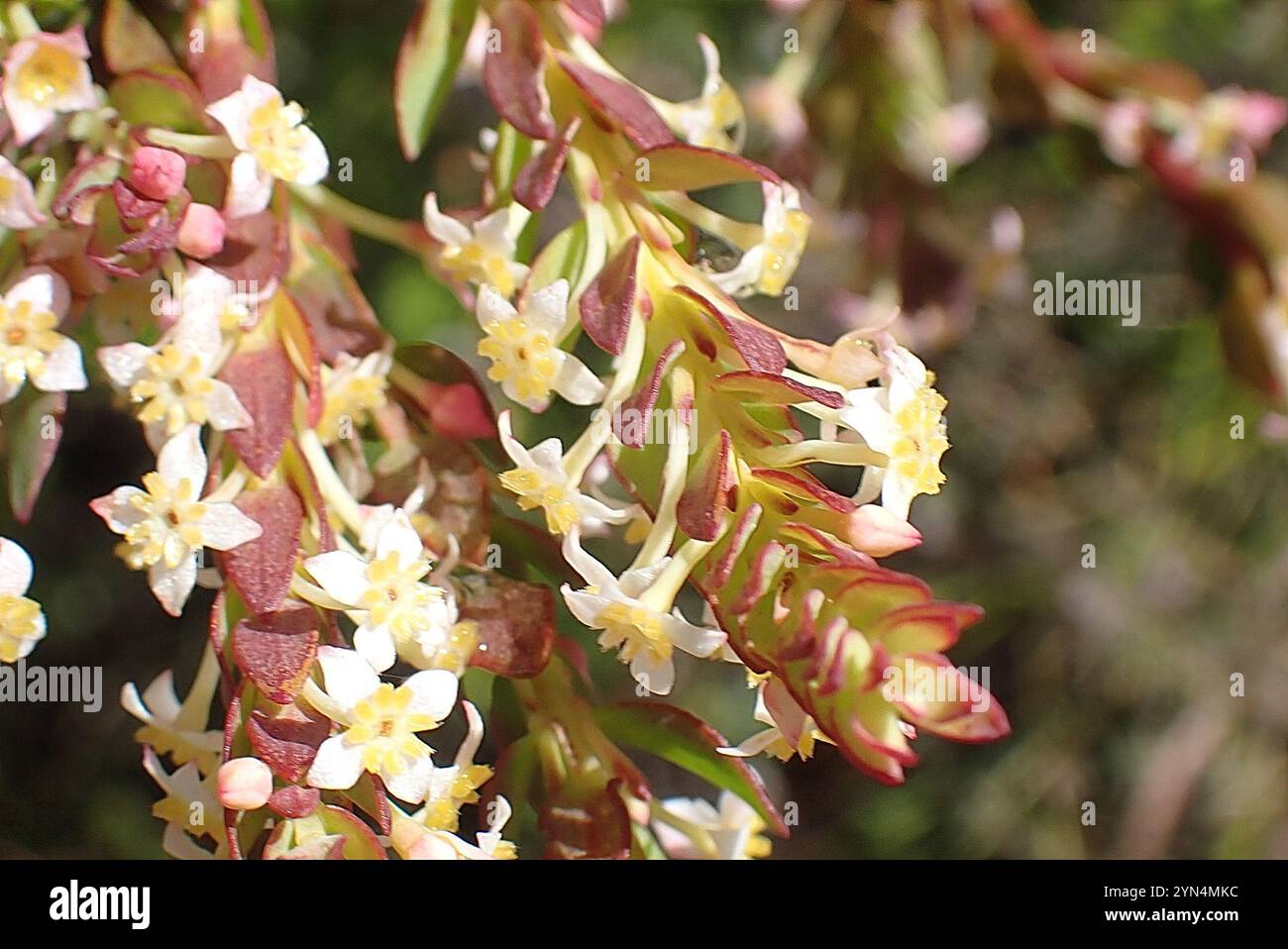 Woolly Capespray (Struthiola tomentosa Stock Photo - Alamy