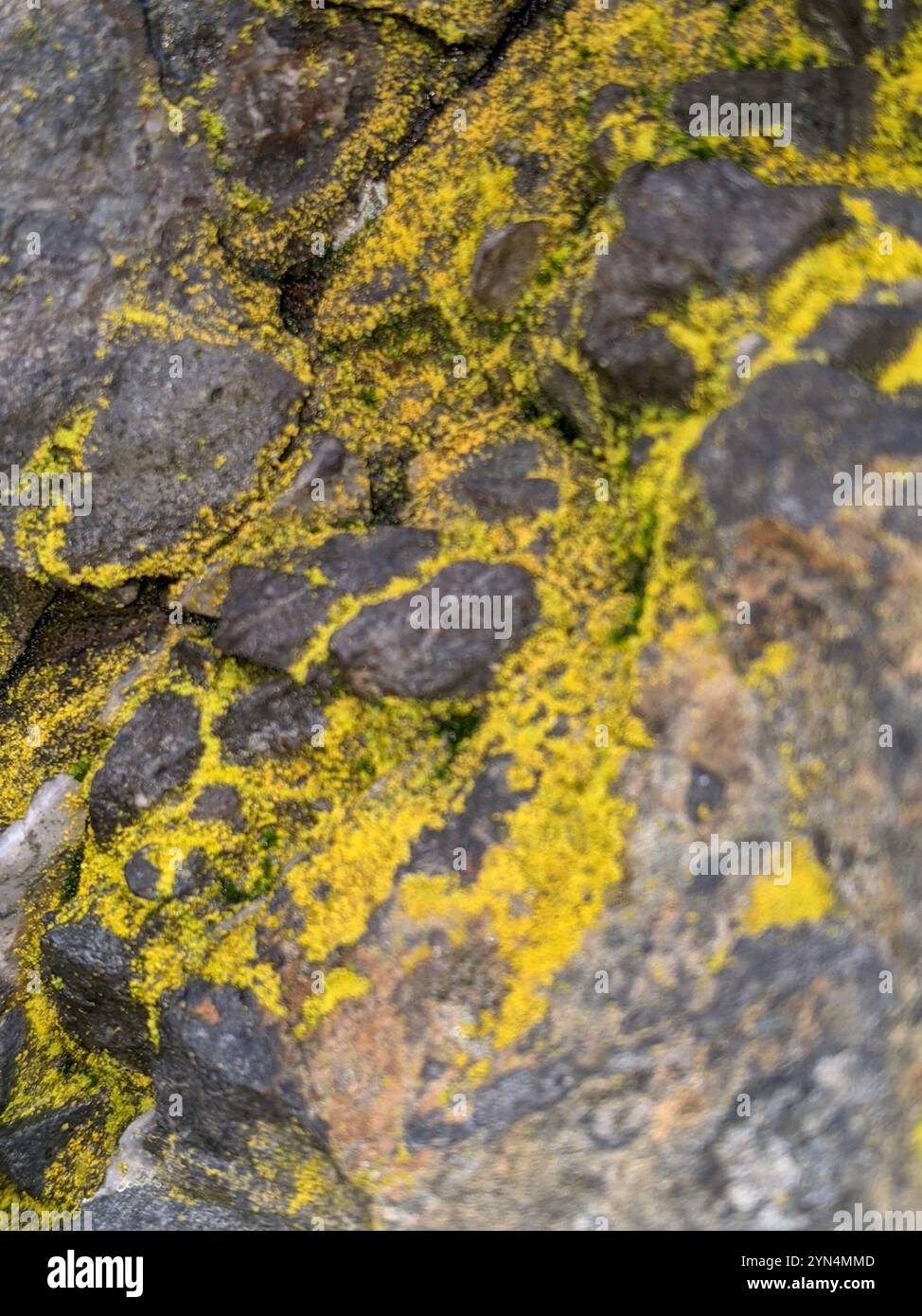 gold dust lichen (Chrysothrix candelaris Stock Photo - Alamy