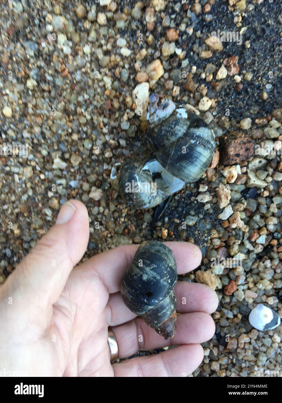 Chinese Mystery Snail (Cipangopaludina chinensis Stock Photo - Alamy