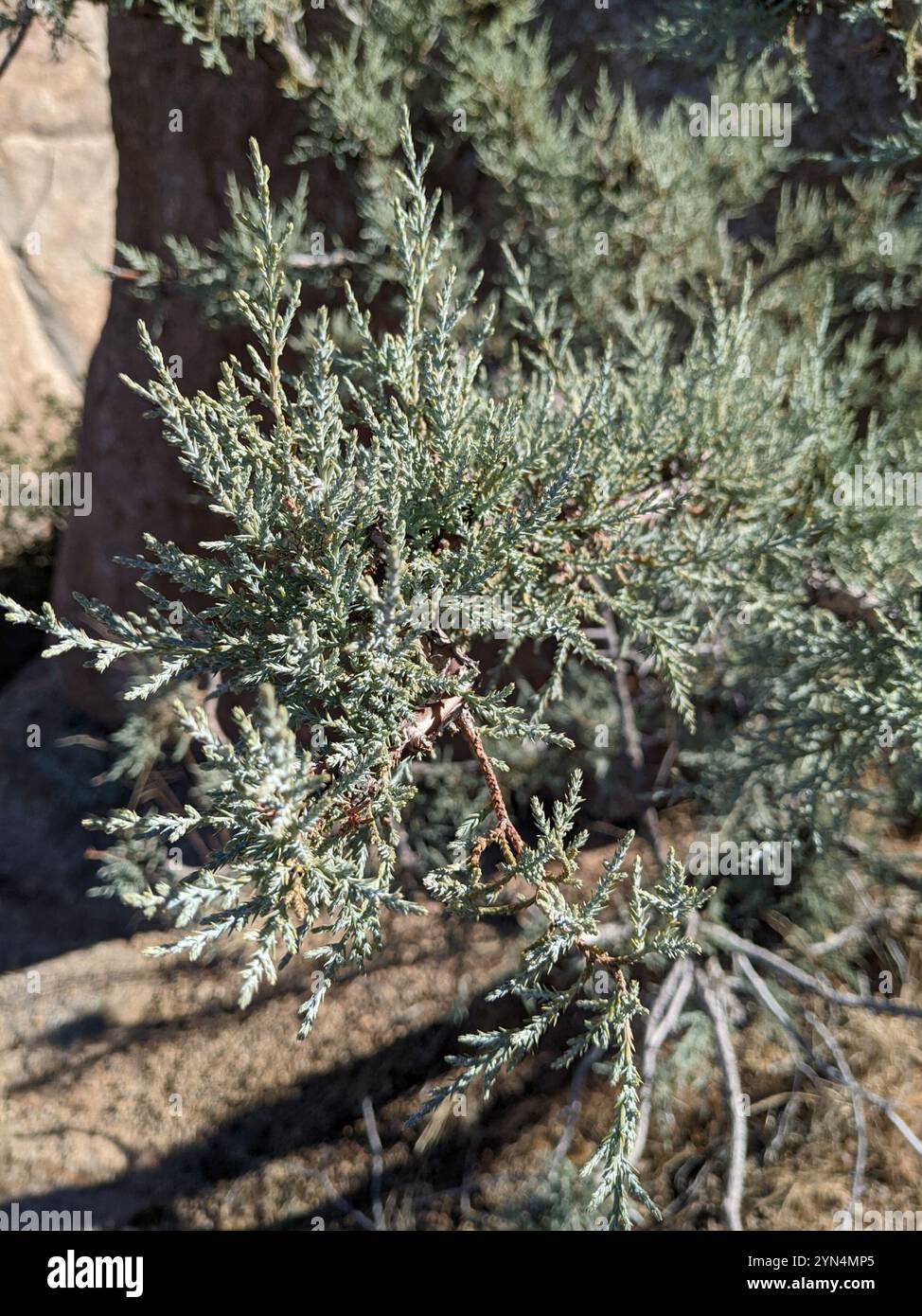 alligator juniper (Juniperus deppeana Stock Photo - Alamy
