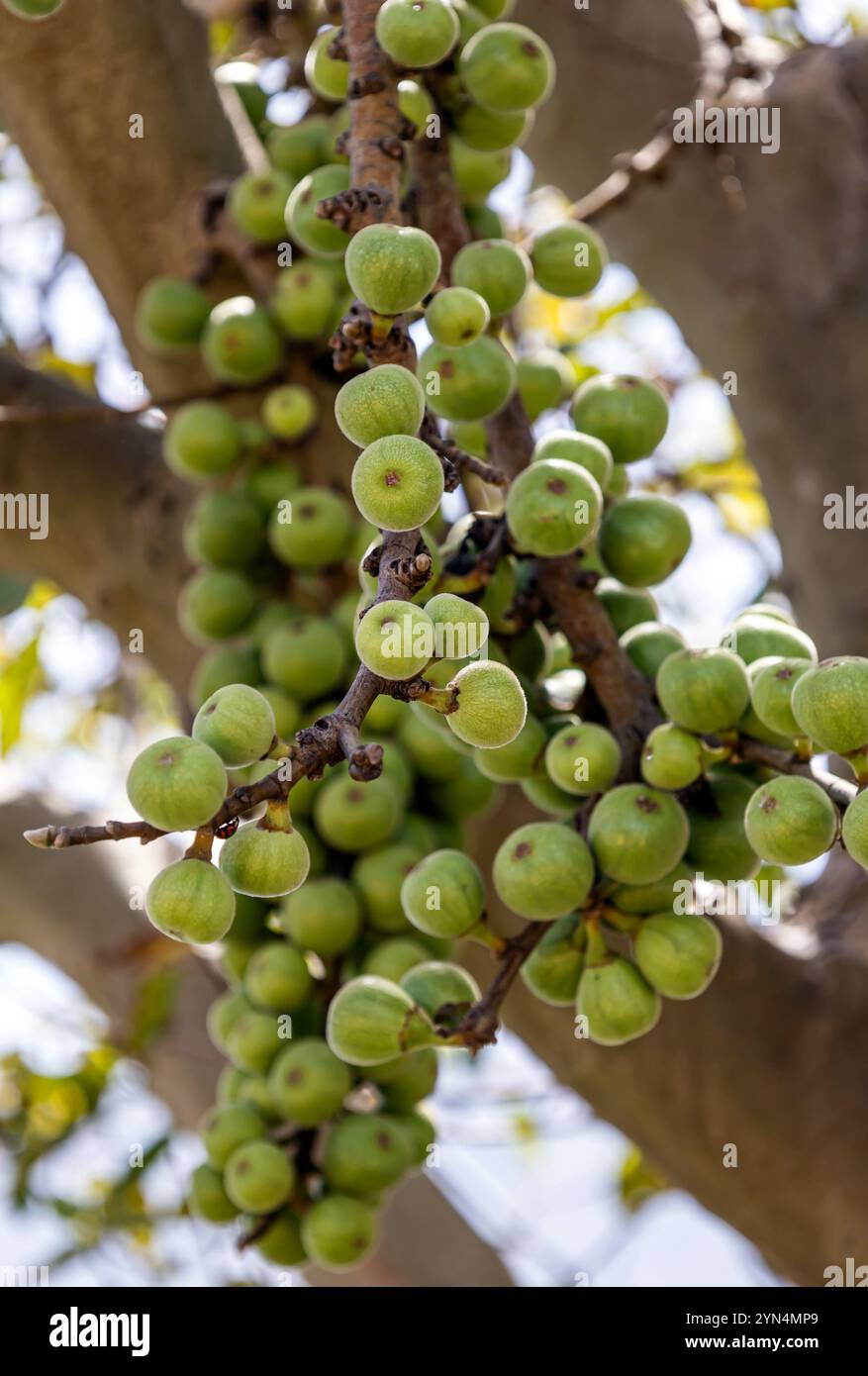 Small green unripe figs hanging on a fig tree branch. Lots of raw ...