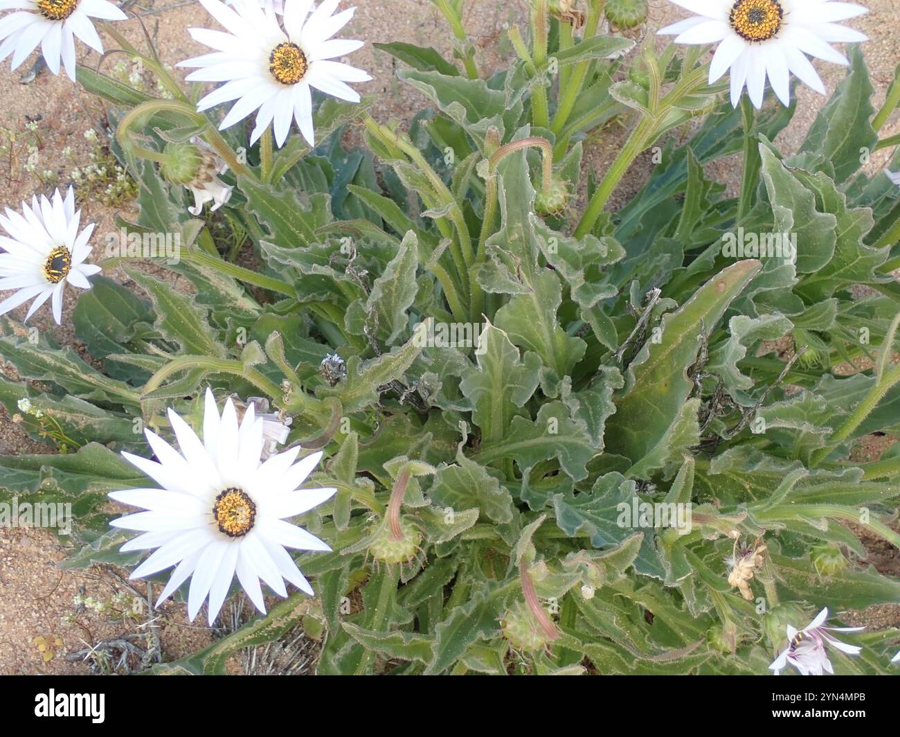 Diamond African Daisy (Arctotis decurrens Stock Photo - Alamy