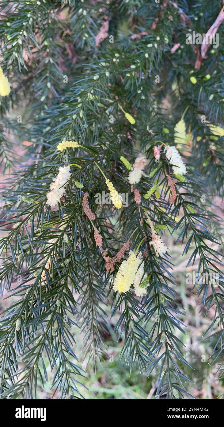 Prickly moses (Acacia verticillata Stock Photo - Alamy
