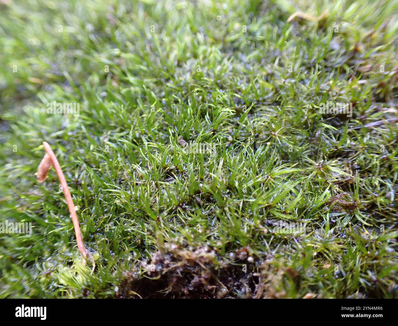 Sharp-leaved Blindia (Blindia acuta Stock Photo - Alamy