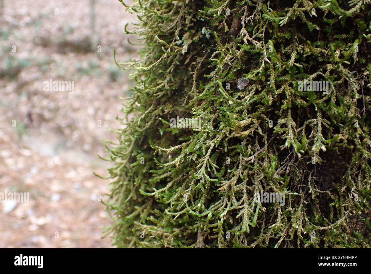 fan moss (Forsstroemia trichomitria Stock Photo - Alamy