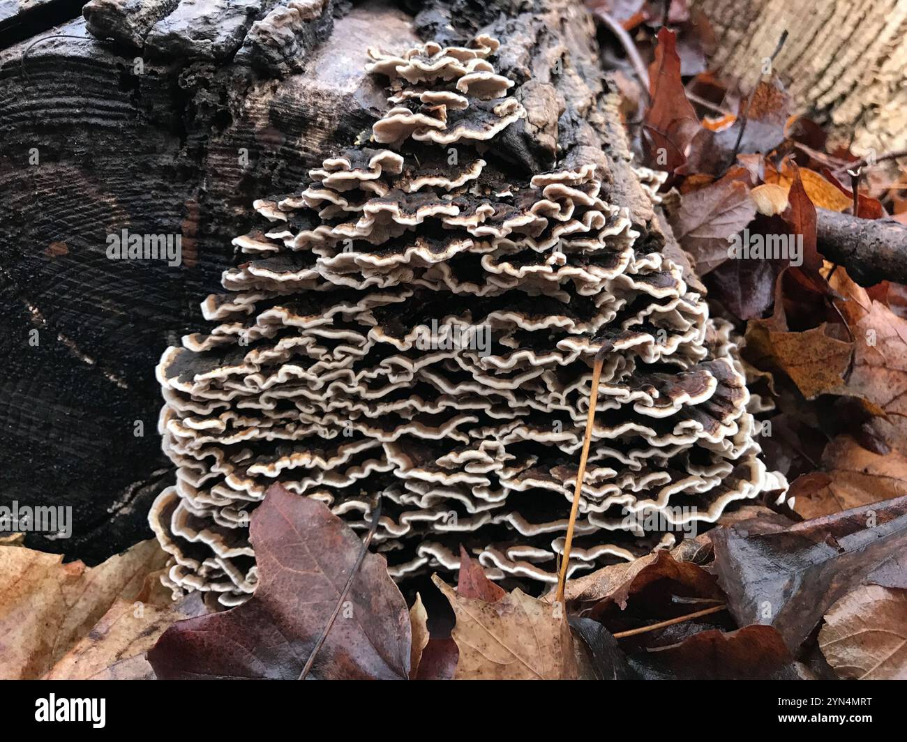 turkey-tail (Trametes versicolor Stock Photo - Alamy
