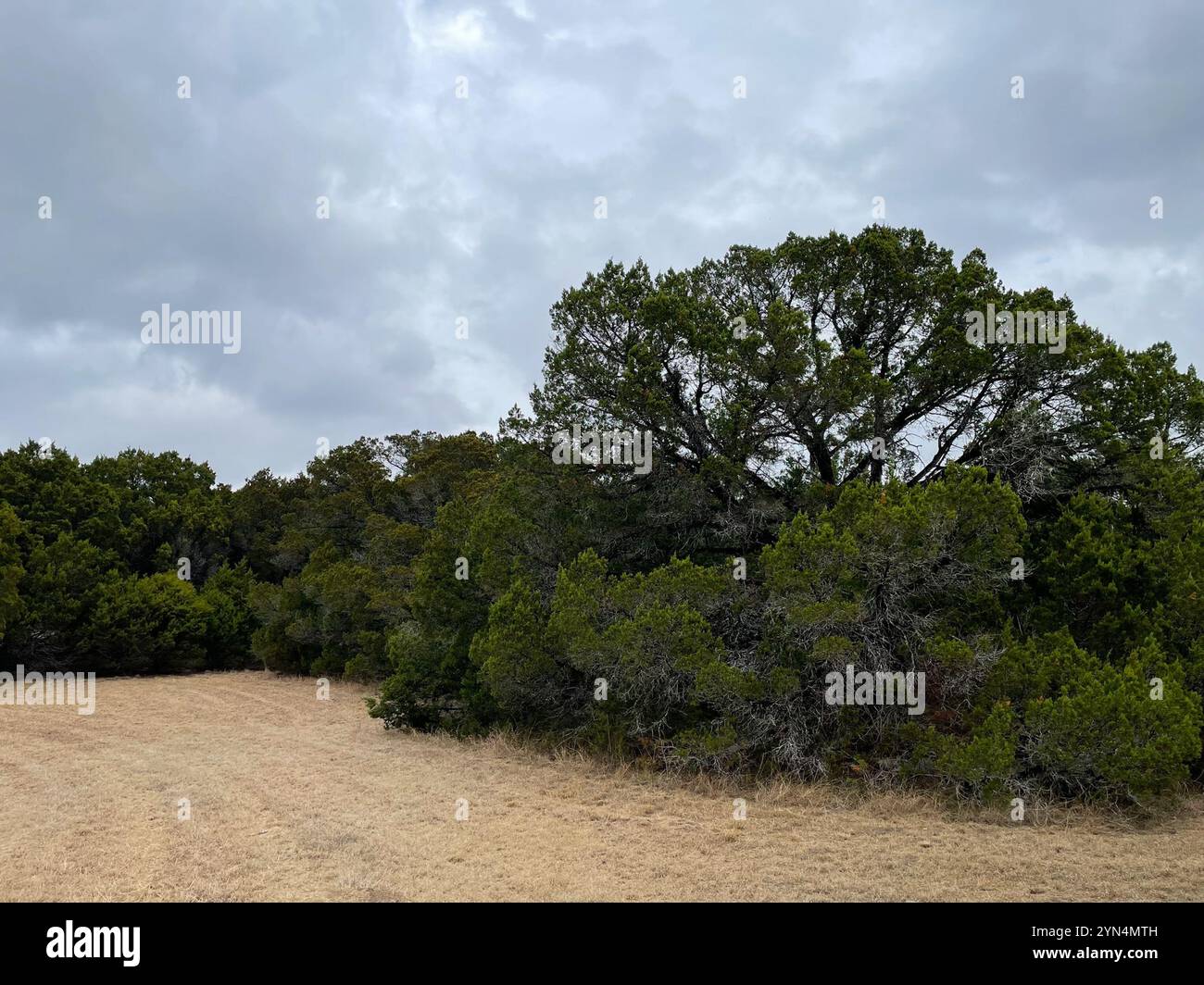 Ashe juniper (Juniperus ashei Stock Photo - Alamy