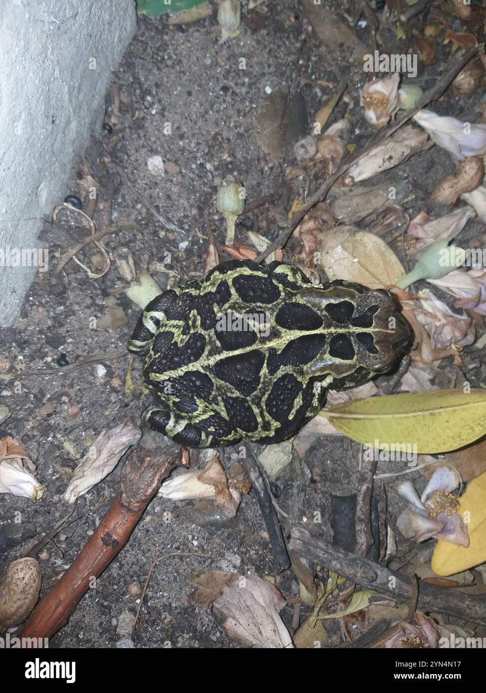 Western Leopard Toad (Sclerophrys pantherina Stock Photo - Alamy