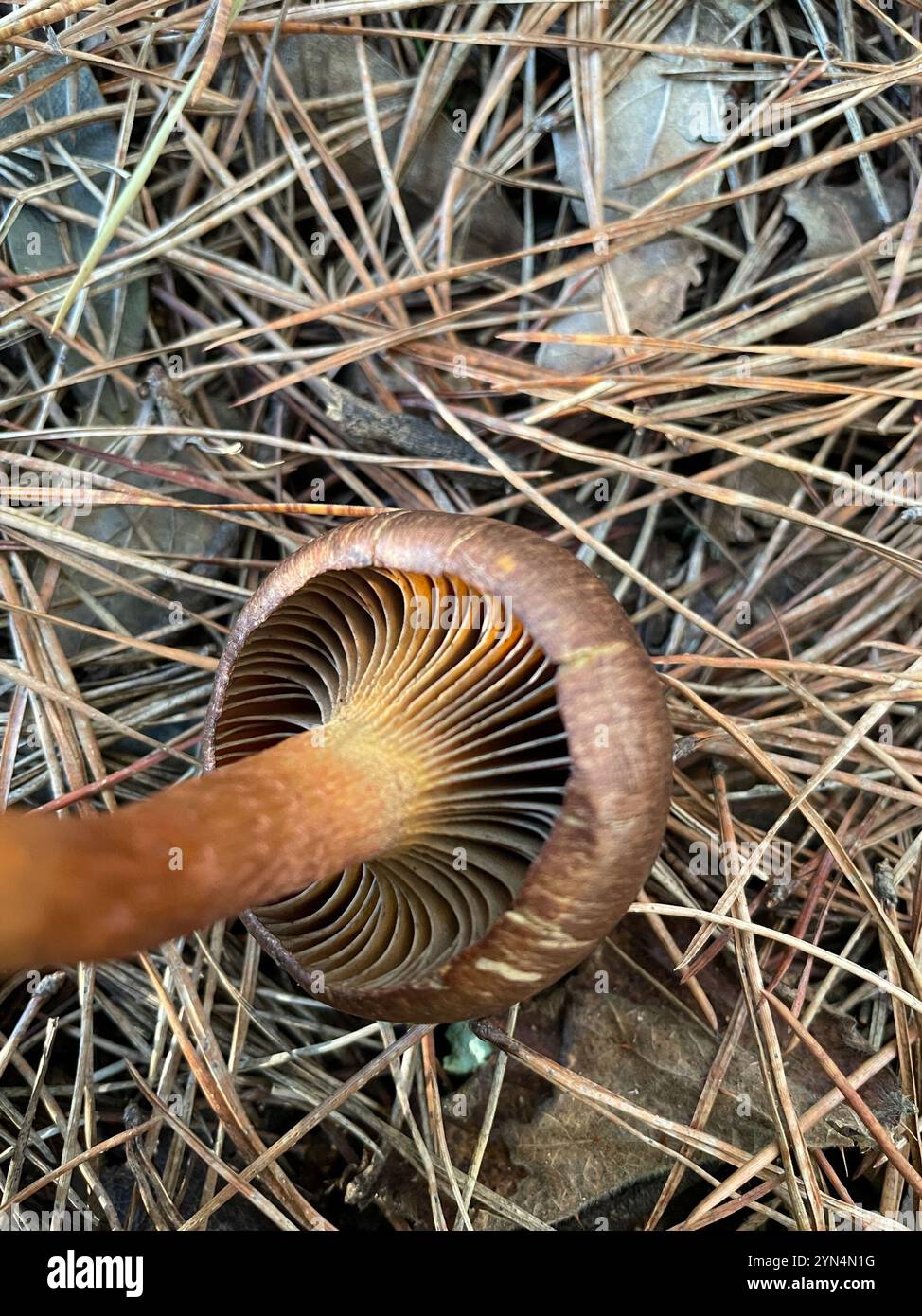 Pine Spikes (Chroogomphus vinicolor Stock Photo - Alamy