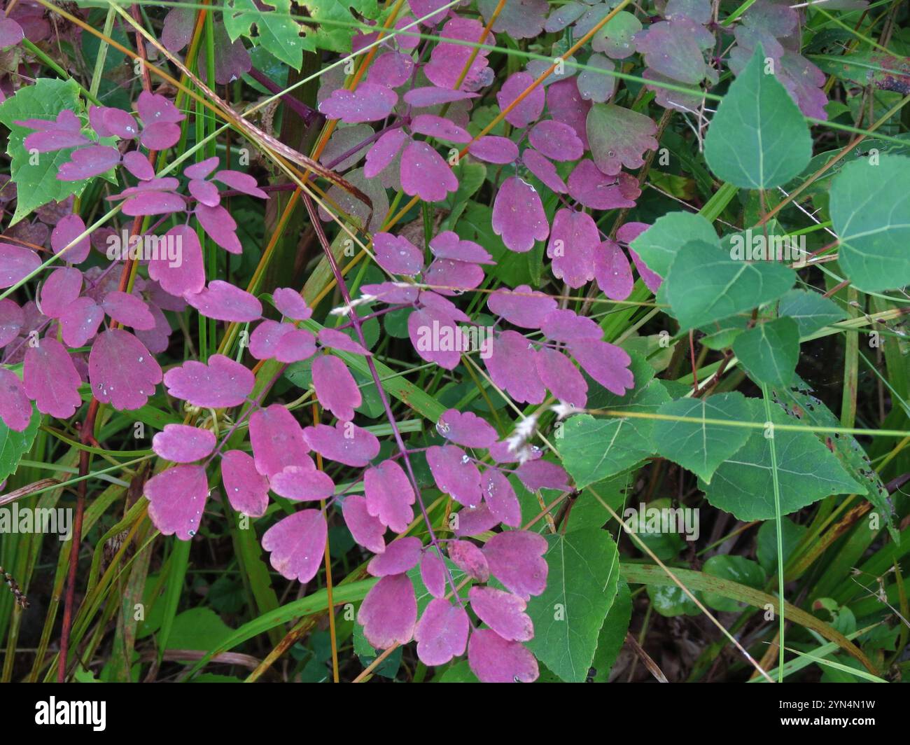 tall meadow-rue (Thalictrum pubescens Stock Photo - Alamy