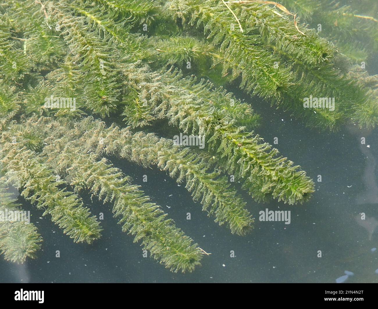 Brazilian elodea (Elodea densa Stock Photo - Alamy