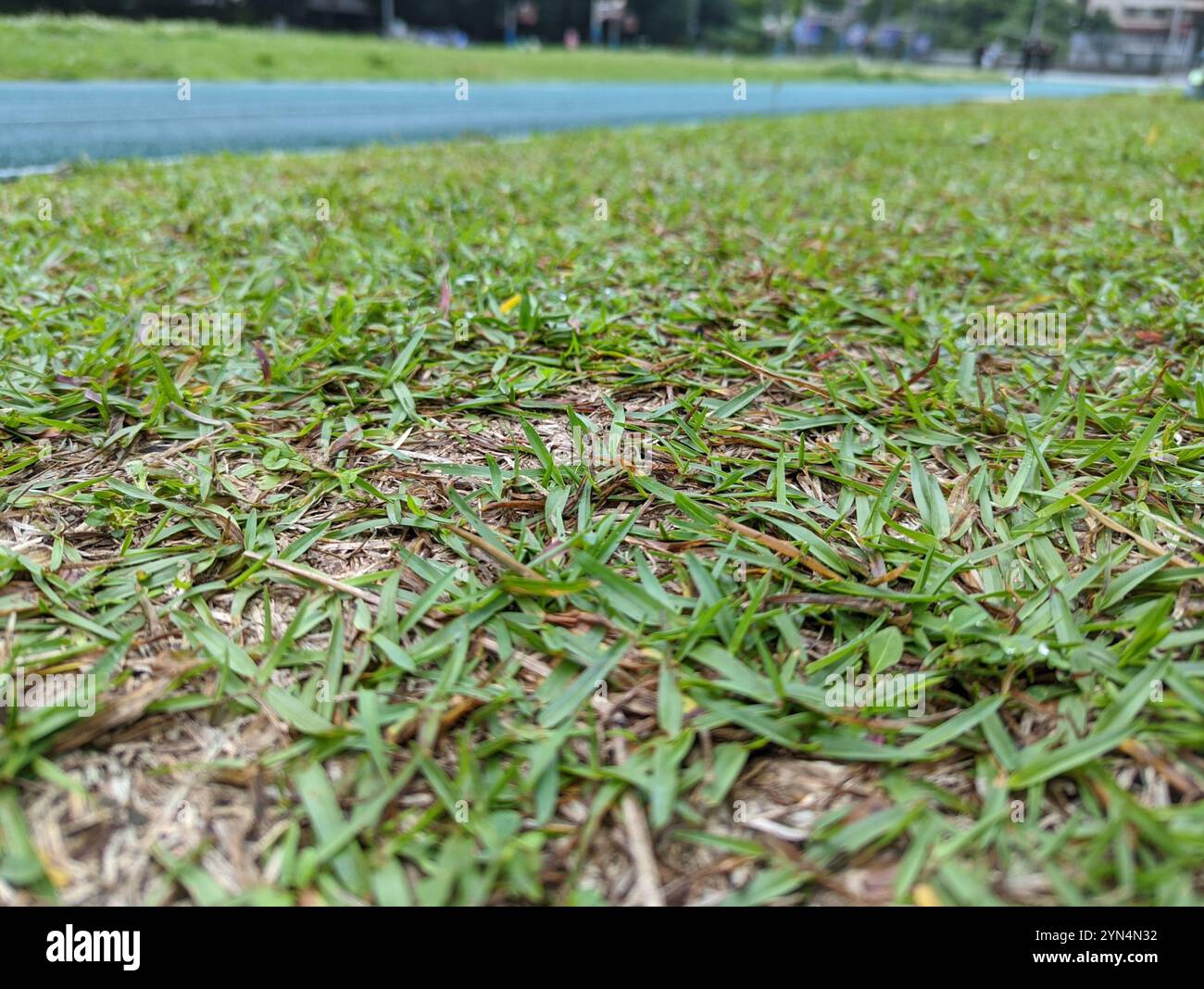 Saint Augustine grass (Stenotaphrum secundatum Stock Photo - Alamy