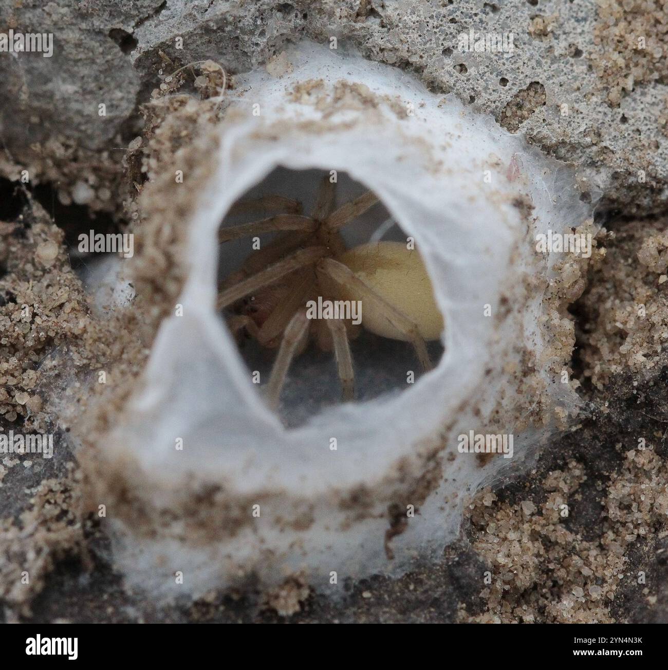 Northern Yellow Sac Spider (Cheiracanthium mildei Stock Photo - Alamy