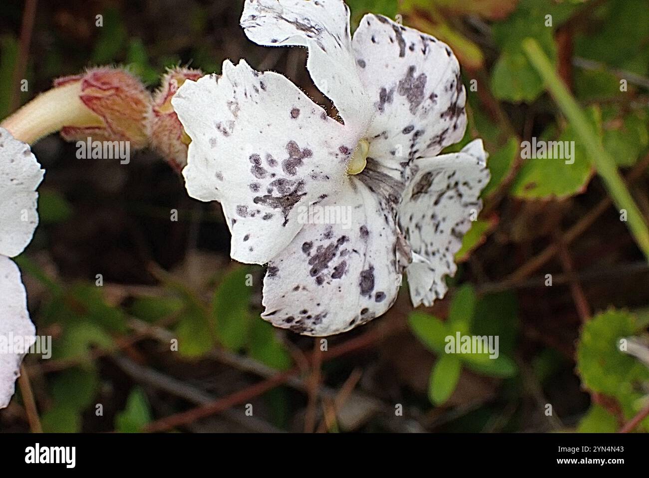 Cape Inkflower (Harveya capensis Stock Photo - Alamy